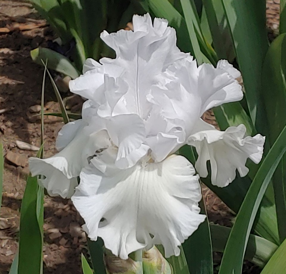Stennet White ' TB Iris Rhizome PRE-SALE to Ship July, August and Sept ...