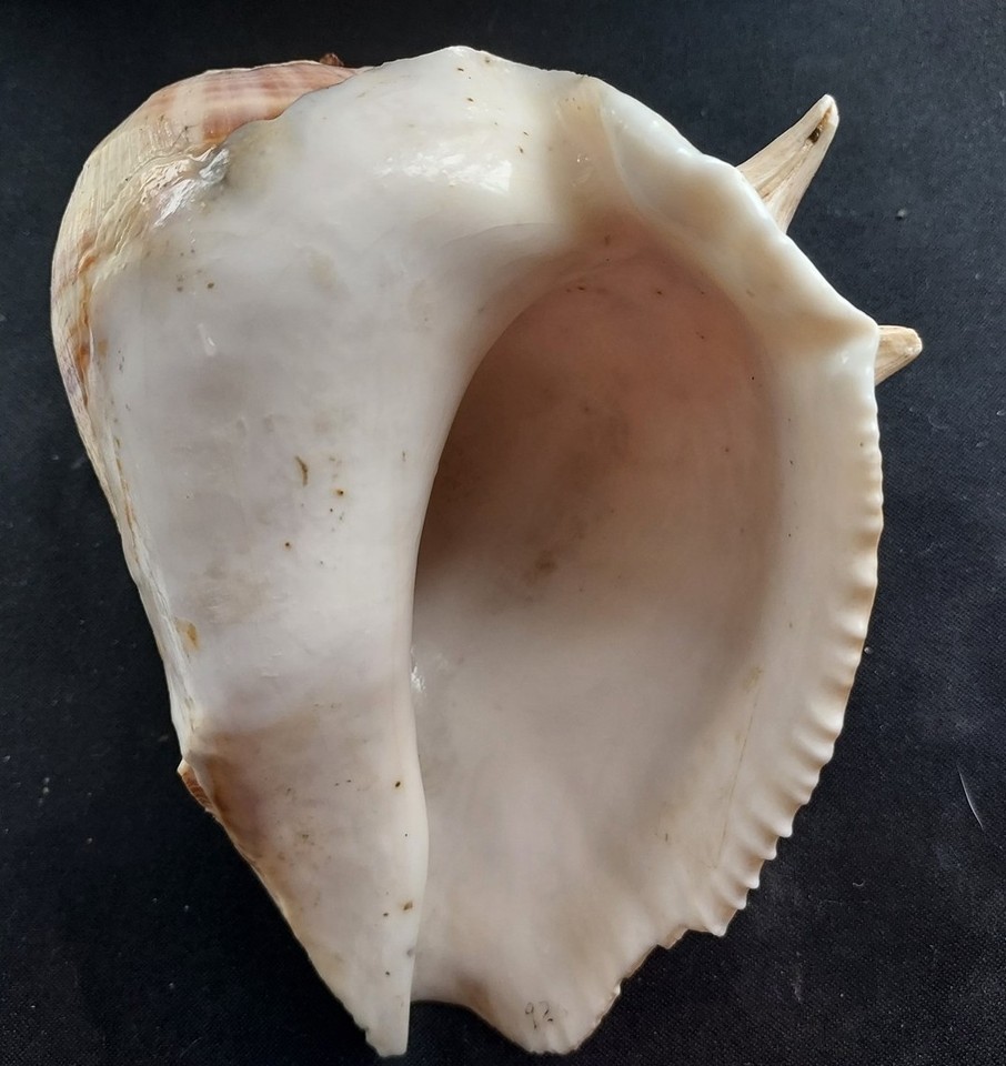 Beautiful large decorative 130mm x 97mm Sea shell | eBay