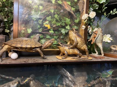 Vintage Taxidermy Group Of The Frogs With A Turtle Oddities Curiosity 🐸 ...