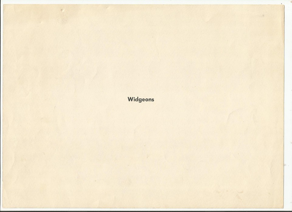 Roger Preuss Widgeons Waterfowl Print - 8 1/4 x 11 1/4 Inches | eBay