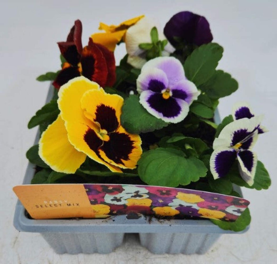 Pansy Matrix Mix Plants 10-Pack – Vibrant, Hardy Annual Flowers for ...