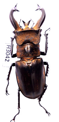 H3042**Lucanidae: Lucanus tibetanus furcifer?. Vietnam North. A1 75+mm ...