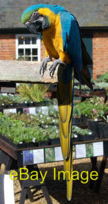Photo 6x4 Rodney the parrot in the yard, Coton Manor Gardens c2007 ...