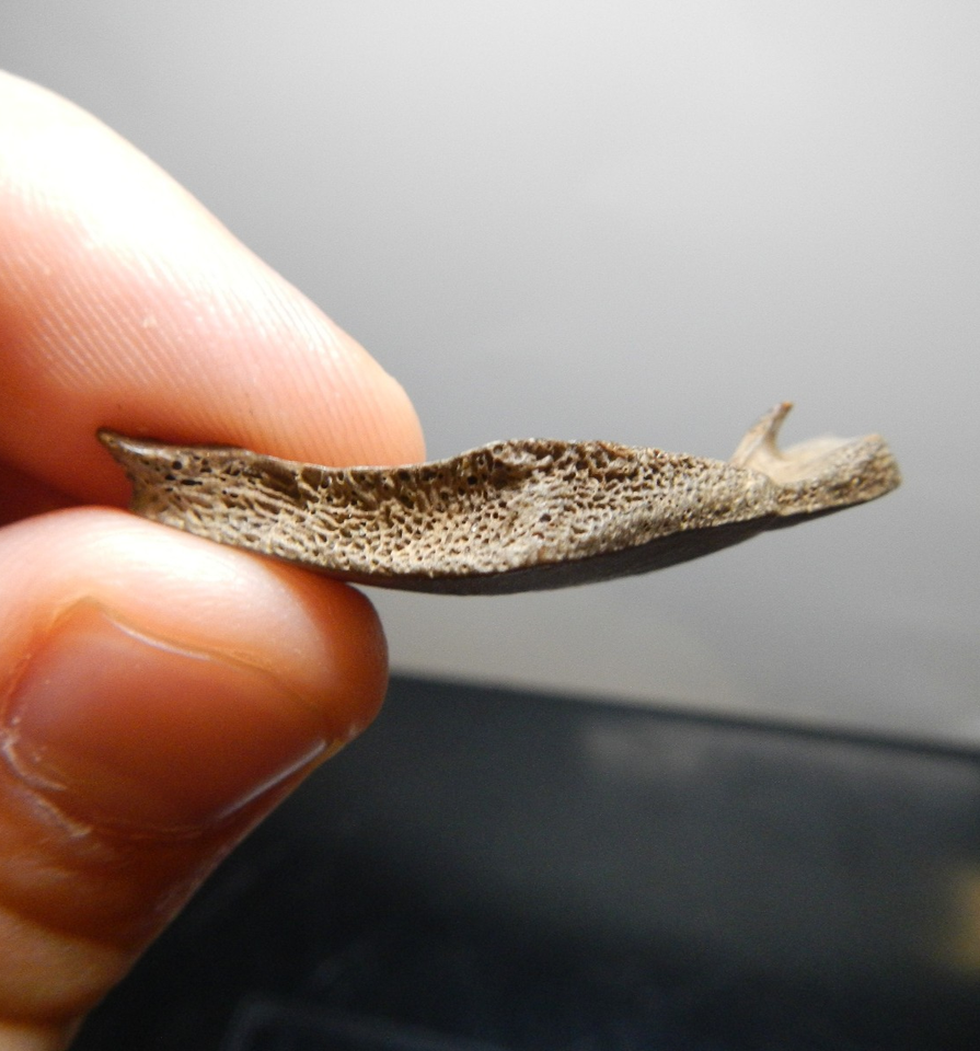 FOSSIL RIVER TURTLE FOSSIL SHELL SCUTE ICE AGE REPTILE JAW SKULL BONE ...