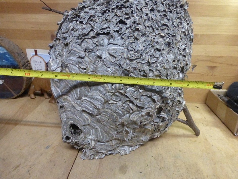 extra Large intact wasp bee hornet yellow jacket nest taxidermy with ...