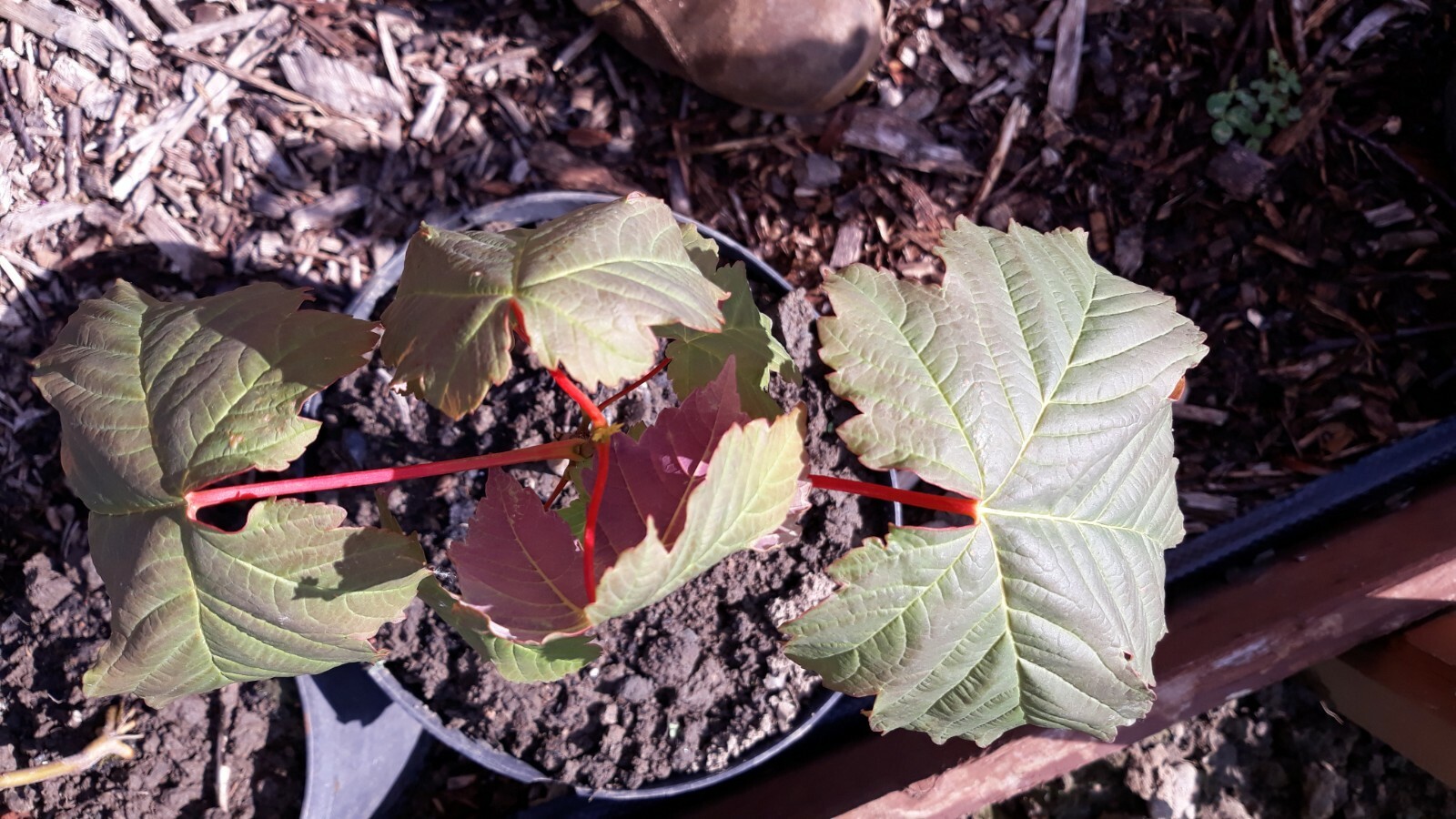 Sycamore Tree - young 12-18 months in small pot - (Pick-up only ...