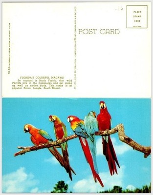 Teich Macaws Miami Parrot Jungle Postcard Circa 1950s Tropical South ...
