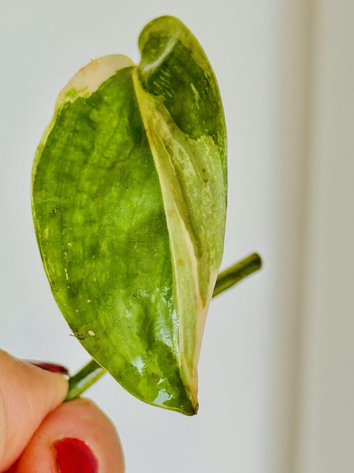 Rare Scindapsus Hederaceus Silver Variegated One Leaf Cutting New ...