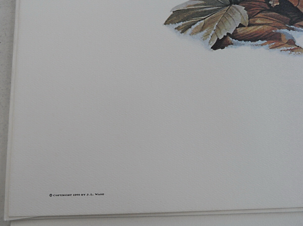 Richard Timm Porcupine 22"x28" Registered & Signed Lithography Fine Art ...