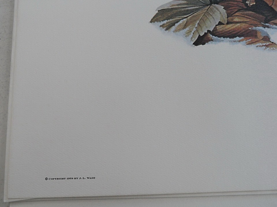 Richard Timm Porcupine 22"x28" Registered & Signed Lithography Fine Art ...