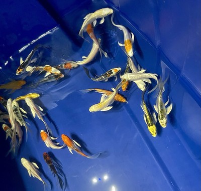 COMBO (5) 4-5" BUTTERFLY KOI & (5) 5-8" LONGTAIL RED SHUBUNKINS ...