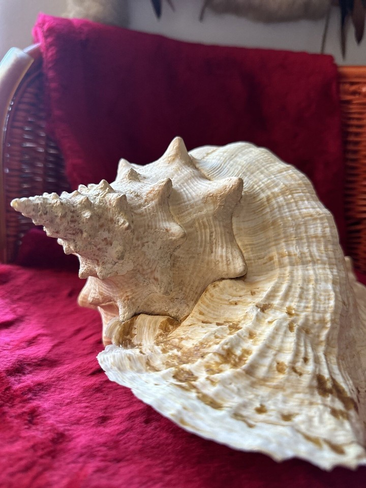 Large Huge Shell, Big Crab Shell, Huge Ocean Shell, Sea Shell Treasure ...