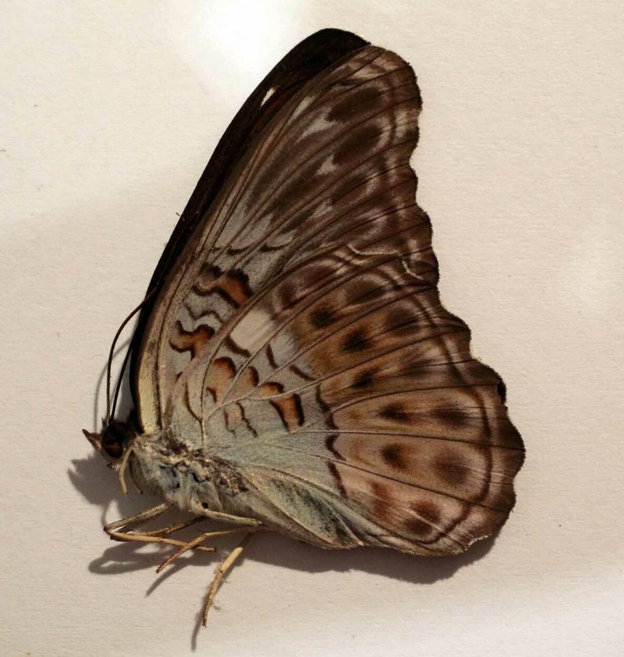 MODUZA LYCONE OBATRATUS - unmounted butterfly | eBay