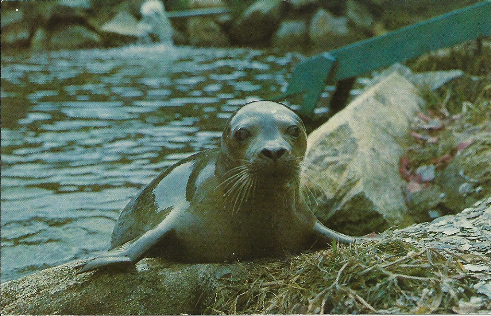 Harbor Seal at Sealand of Cape Cod Massachusetts Vintage Unused ...