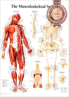 THE MUSCULOSKELETAL SYSTEM DIAGRAM MUSCLE ANATOMY CHART MUSCULAR ...