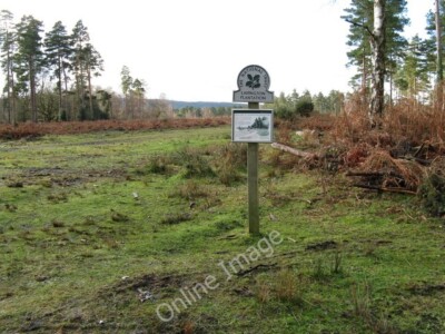 Photo 6x4 Lavington Plantation Duncton Although marked on the map as ...