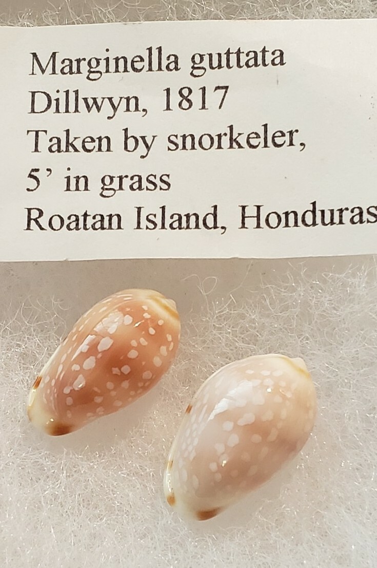 2 Marginella Prunum Guttata 19 mm ea. White-spotted Marginella, Honduras | eBay