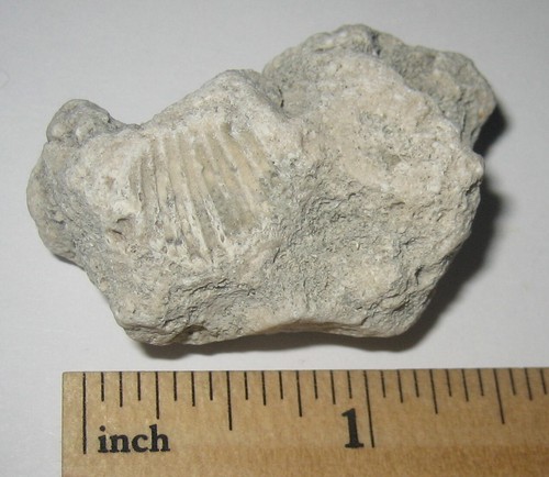 1.7" SMALL RARE NATURAL OCEAN SEA SHELL FOSSIL STONE FROM FLORIDA USA ...