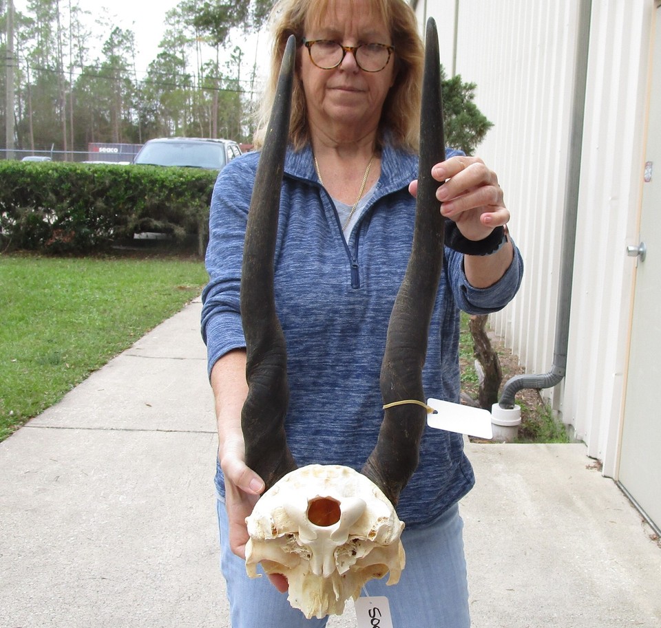 South African Female Eland Skull Plate with 23-24" Horns, taxidermy ...