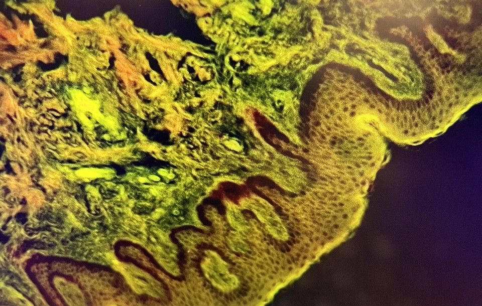 Leica Wild Leitz IVF Transgenic Cloning Workstation Fluovert Microscope ...
