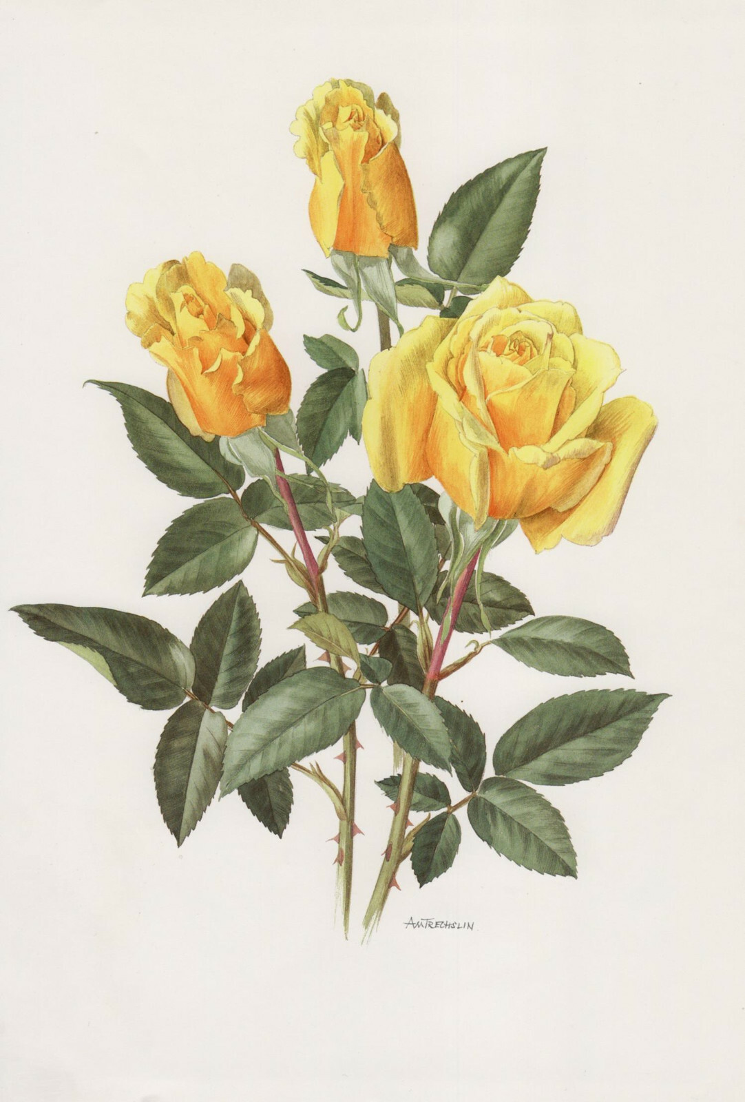 Rose 'Duftgold' Edelrose Rosen Offset-Lithografie 1985 Anne Marie ...