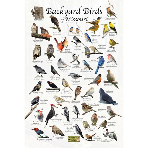 Birds of Missouri Backyard Birding Identification / Bird Watching Field ...