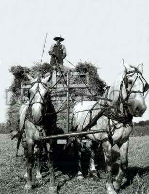 ANTIQUE FARMING REPRODUCTION 8X10 PHOTOGRAPH HORSE DRAWN HAY WAGON | eBay