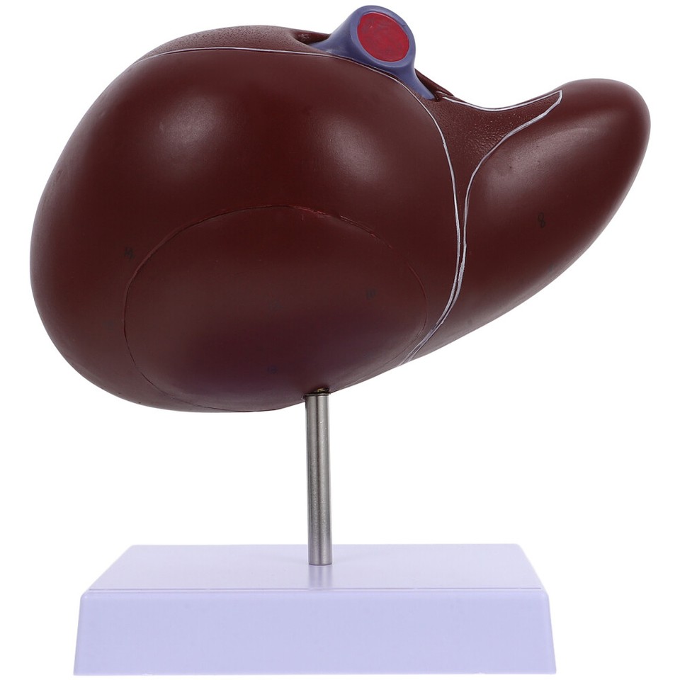 Medical Anatomical Liver Model Human Body School Display Hospital | eBay