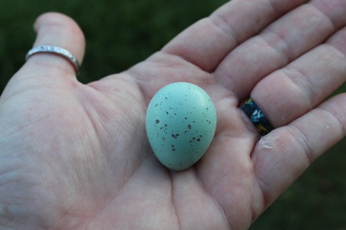 Blue Celadon quail hatching eggs 36++ FREE SHIPPING | eBay