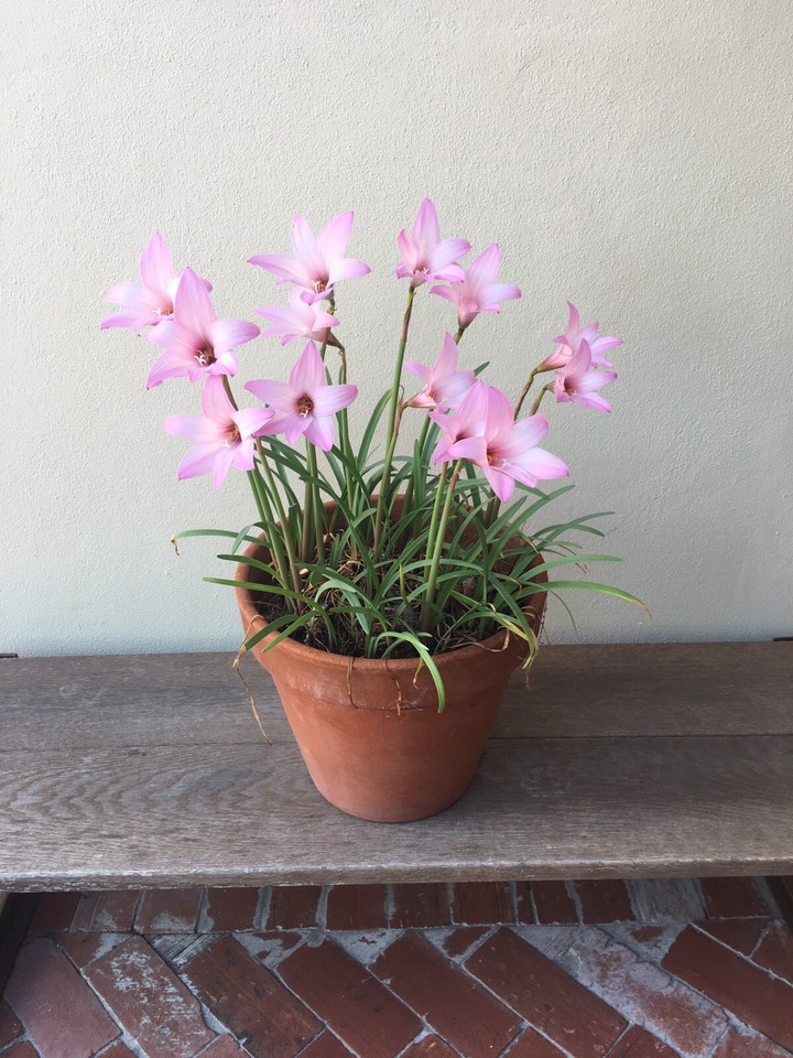 Zephyranthes Fadjar Pink Lot 100 Bulbs Rain Lilies Fairy Lily Atamasco ...