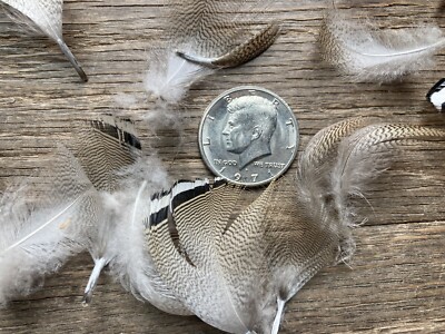 60+Drake Wood Duck Lemon Barred Flank Feathers Fly Tying Please Read ...