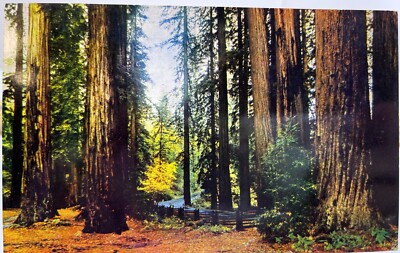 Fall Leaves in The Redwoods Muir Woods National Monument US 101 ...