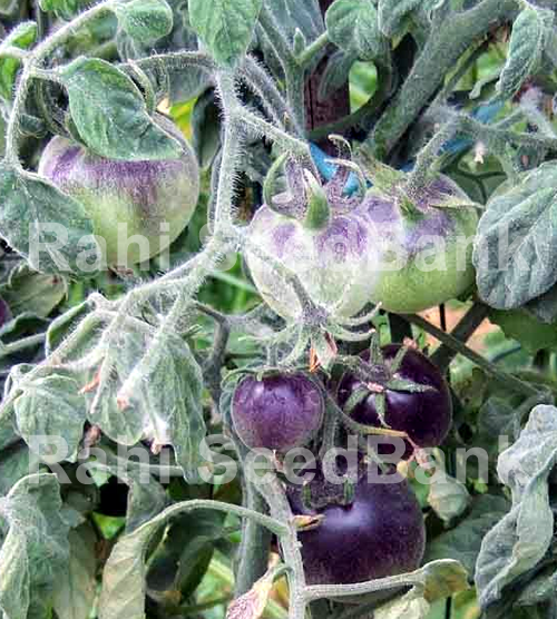 Woolly Kate Yellow Tomato - A Tomato Covered With a Light Peach Fuzz ...