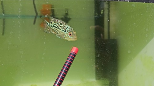 SUPER VIP KING KAMFA F2 FLOWERHORN 1.5 INCH. SEMI GROWOUT IMPORT FROM ...