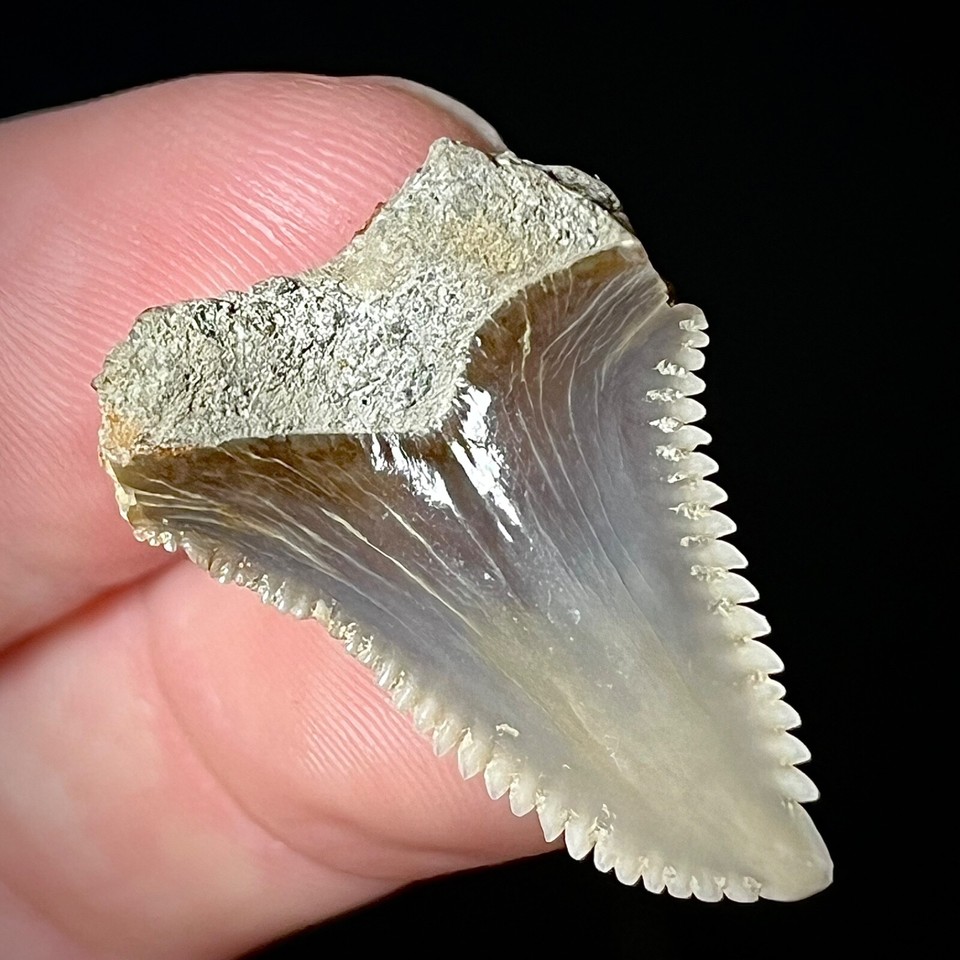 Indonesian Hemipristis serra/Snaggle Tooth Shark Tooth 1.10" Real ...