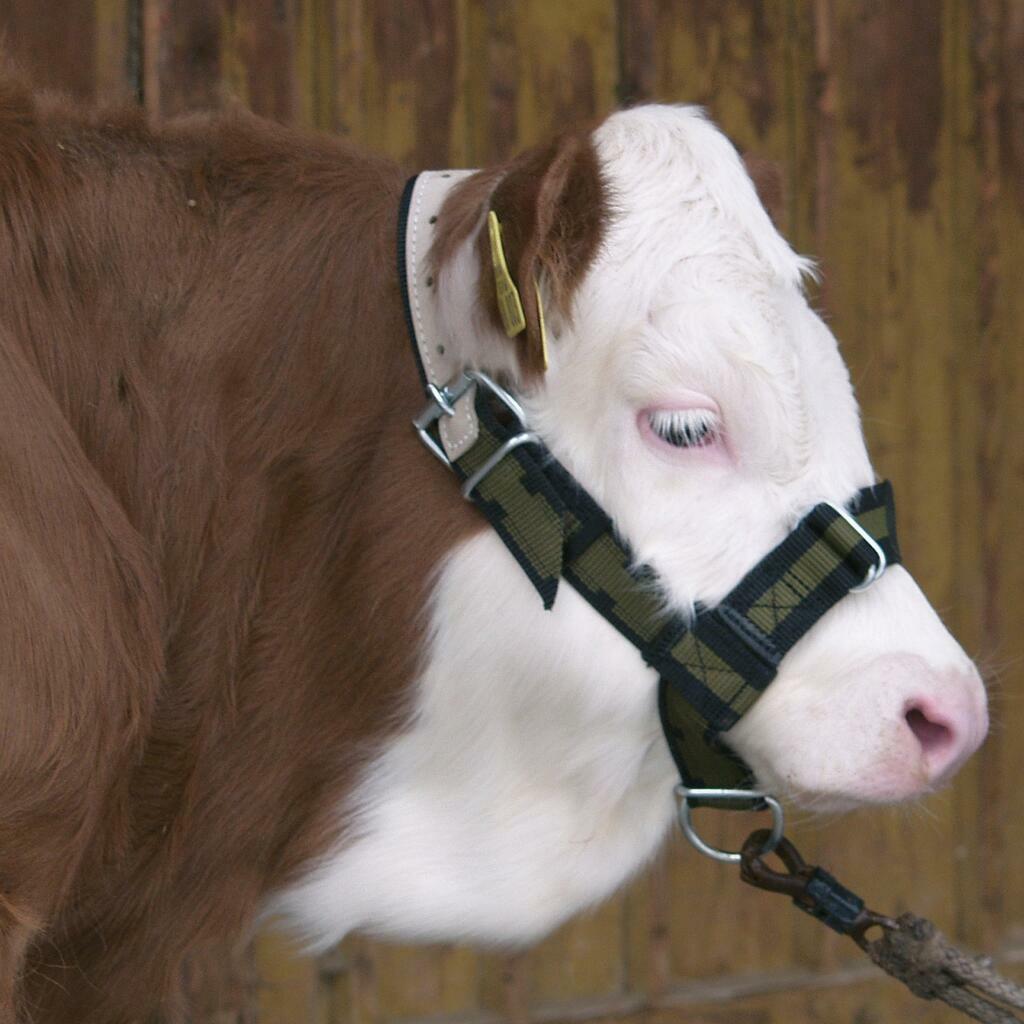 CALF HALTER HEADCOLLAR Leather Inside Halter Olive Black Rope Head ...