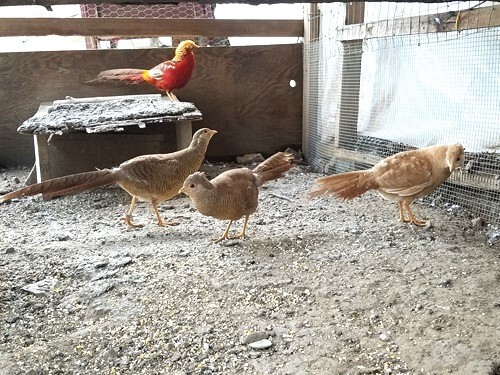 4 Cinnamon Golden Pheasant Hatching Eggs, NPIP | eBay
