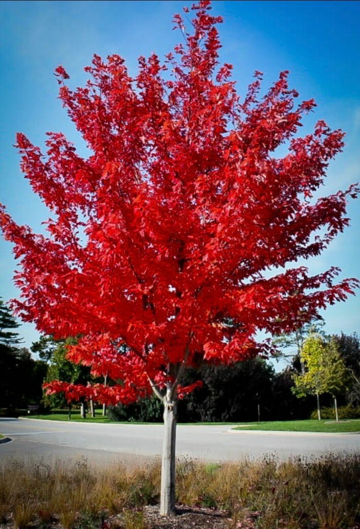 30 FLAME AMUR MAPLE SEEDS - Acer ginnala ‘Flame’ Cold Hardy Great for ...