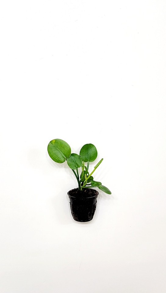 Water Poppy Tropical Aquatic Marginal Surface Pond/Bog Plant - Buy 2 ...