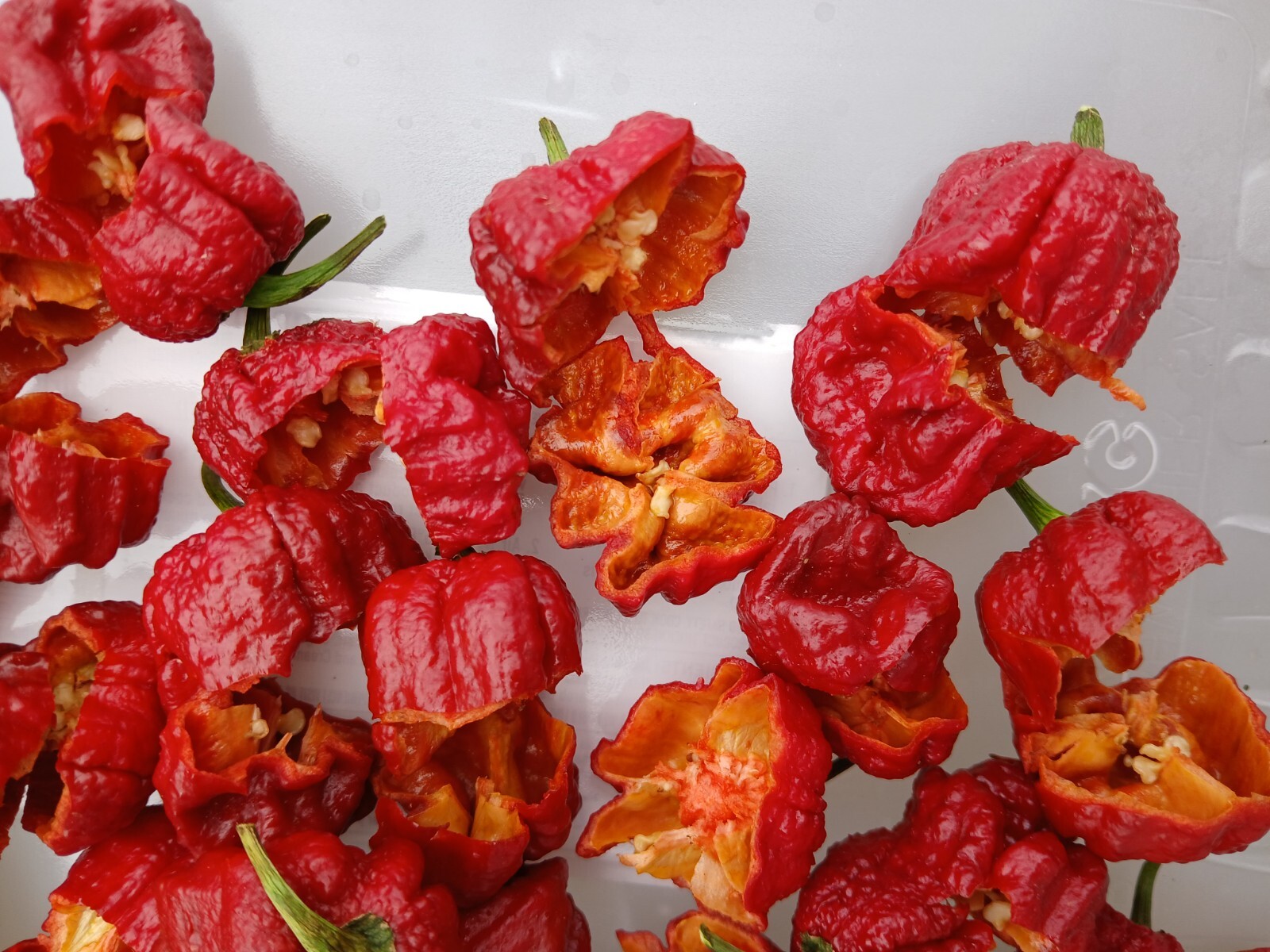 (15) Caramel 7 Pot Brain Strain Pepper Seeds | eBay