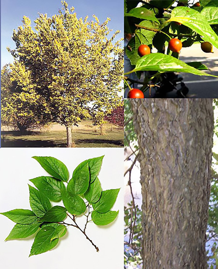 Hackberry, Celtis occidentalis, Tree Seeds (Fast, Hardy, Fall Color ...