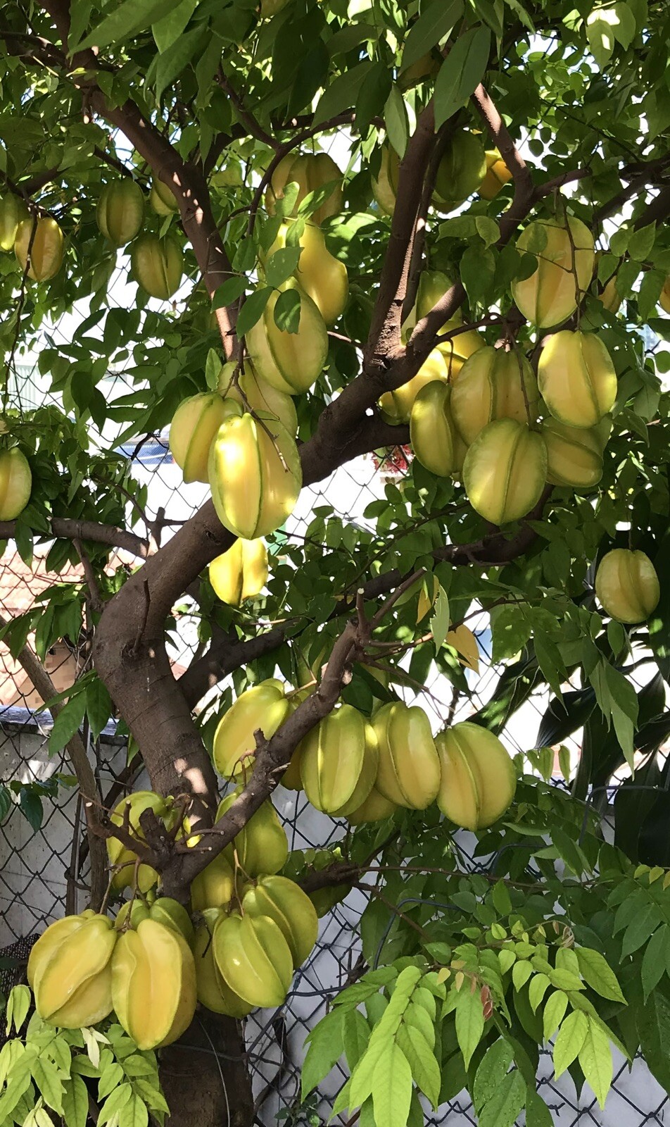 Sour Star Fruit, Averrhoa Carambola - 5 Seeds 2024 - USA | eBay