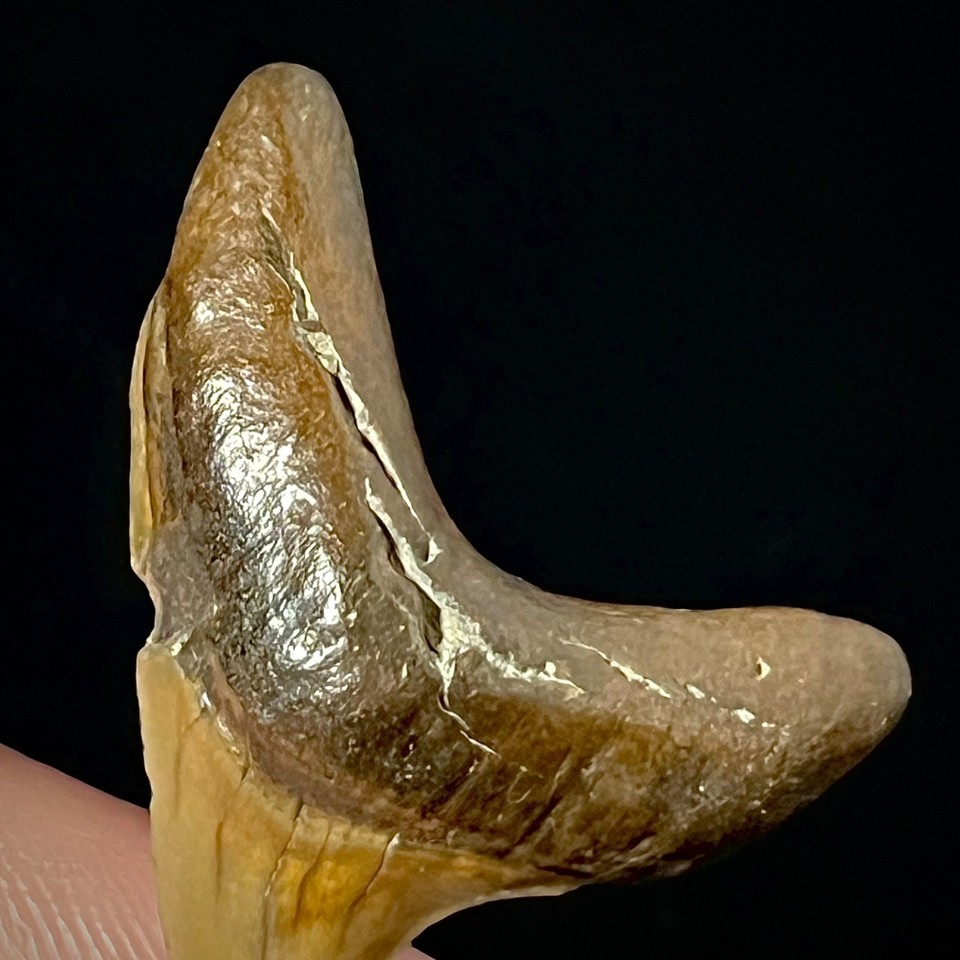 Giant Thresher Shark Tooth (Alopias grandis) 1.28" Real Fossil Shark ...