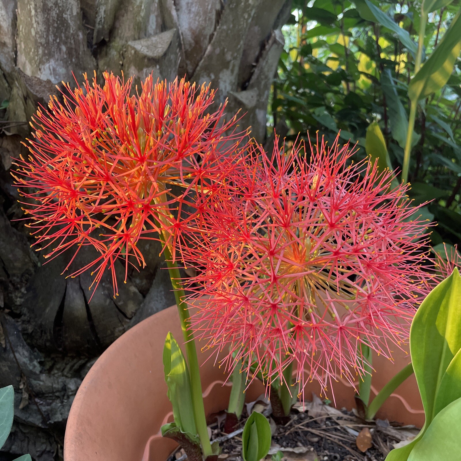 1 Bulb~Scadoxus Multiflorus: Syn. Haemanthus Multiflorus~AFRICAN BLOOD ...