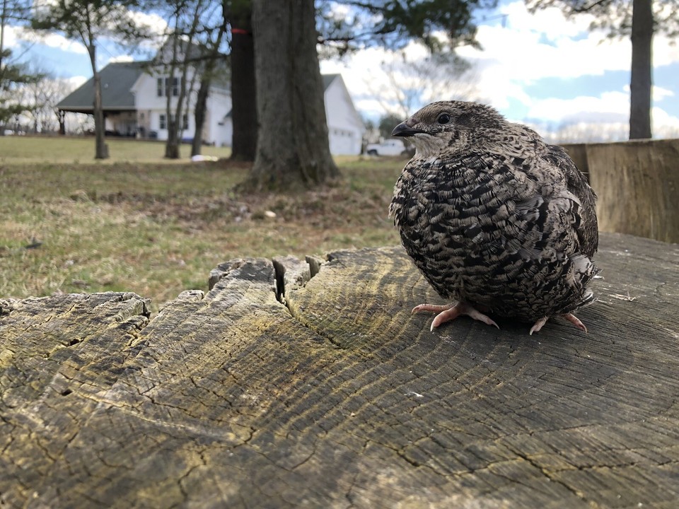 50+ RARE GRAU FEE Coturnix Quail Hatching Eggs By Myshire! THE NEWEST ...