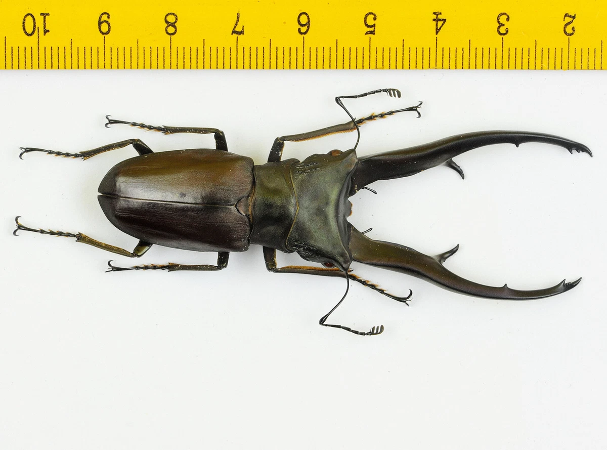 Cyclommatus Stag Beetle