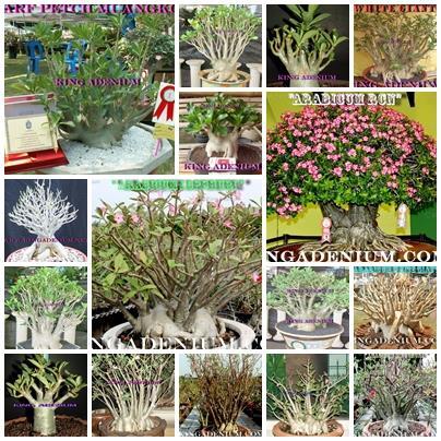 1000 SEEDS ADENIUM ARABICUM MIXED / ASSORTED #6 FRESH RARE NEW FREE ...