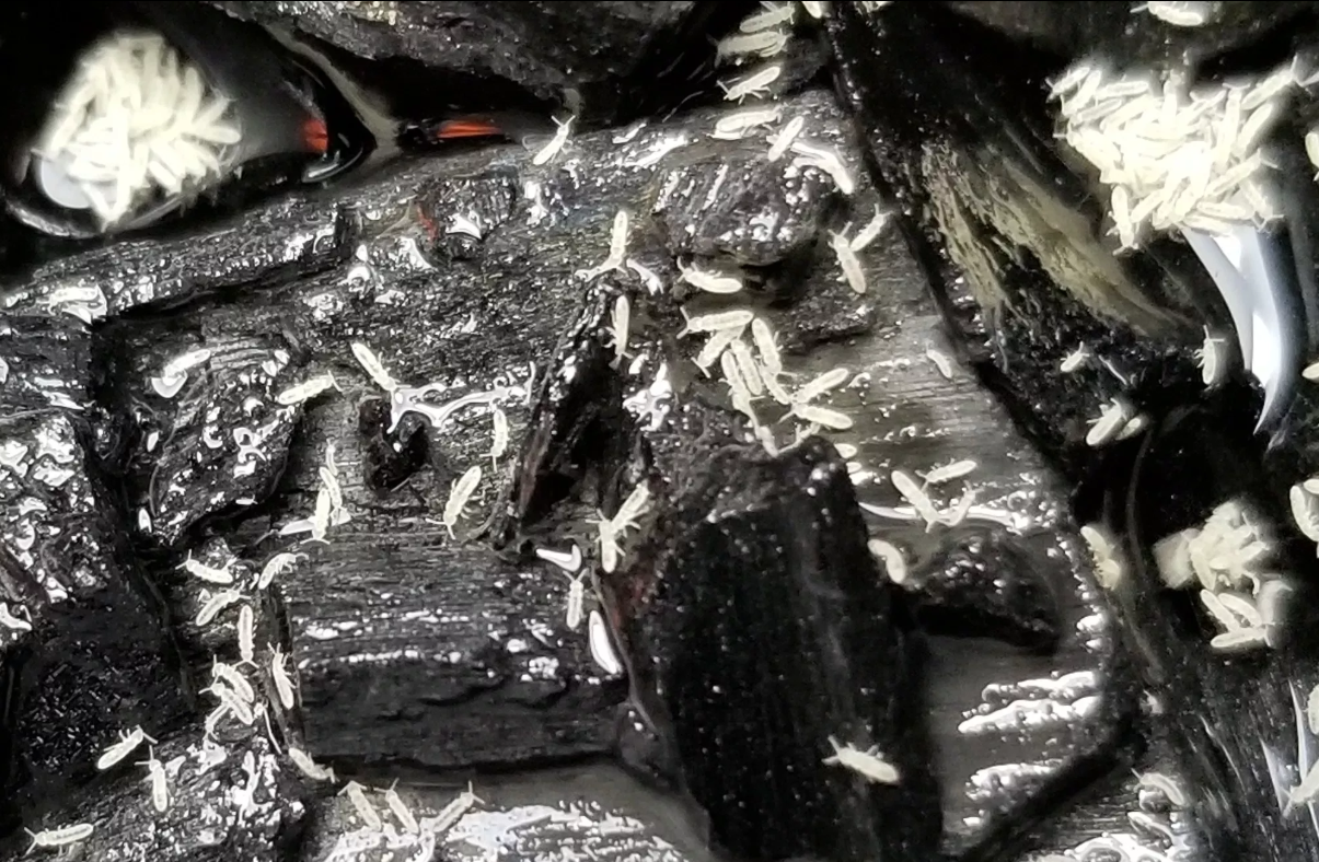 Live Springtail Culture White Tropical Temperate Silver Springtails ...