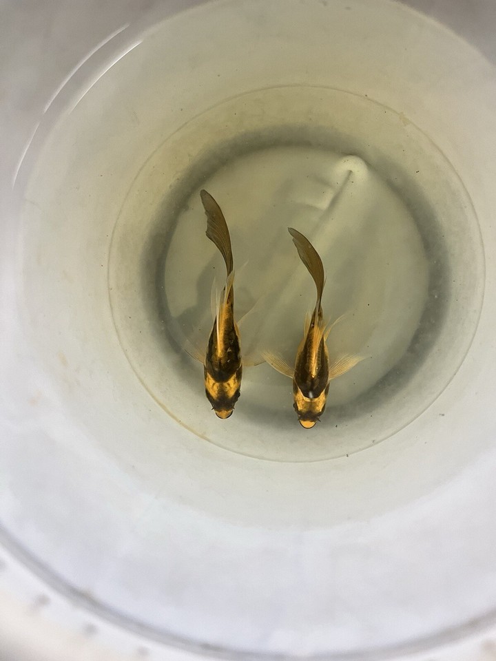 Short Body Koi Black & Gold 3-4” $45 EACH | eBay