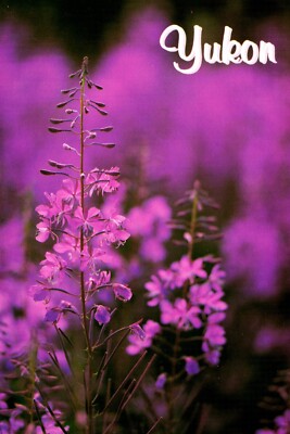 Fireweed Yukon Alaska Postcard | eBay
